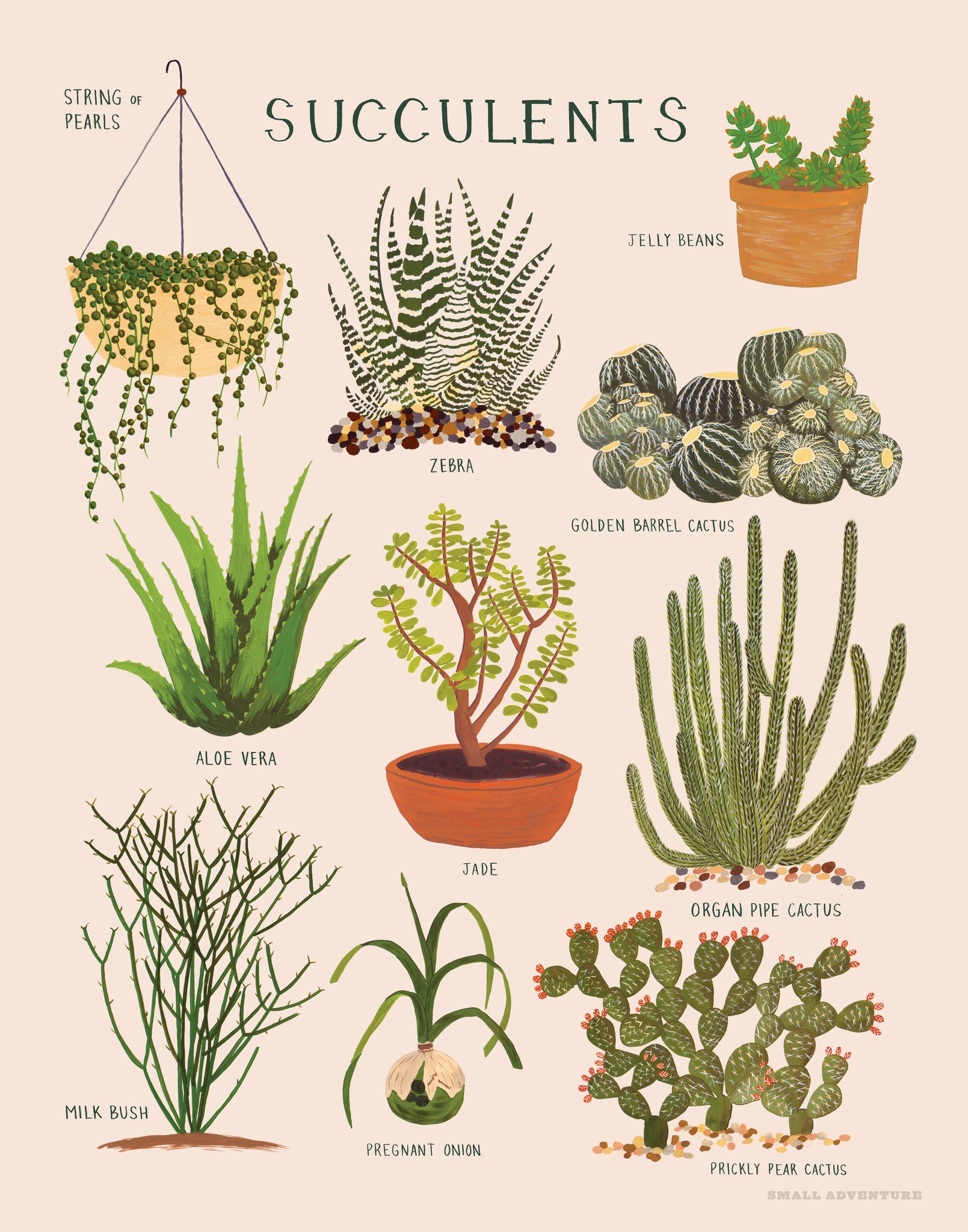 Printable Succulent Pictures And Names Types Of Succulents | Digital